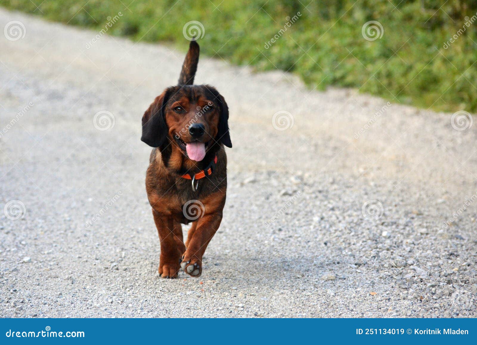 The Alpine Dachsbracke stock image. Image of toingh - 251134019