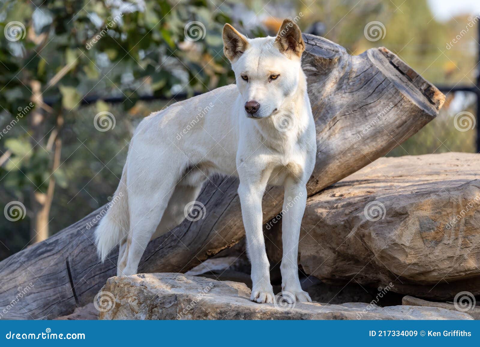 Alpine Dingo stock image. Image of dingo, nature, alpine - 217334009