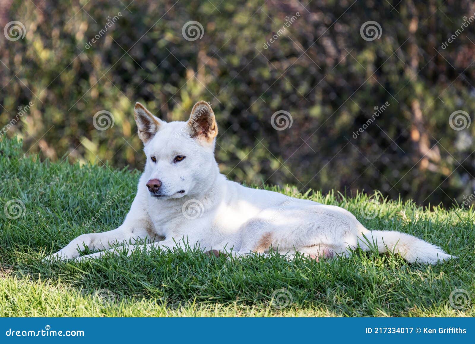 Alpine Dingo stock image. Image of sydney, dingo, alpine - 217334017