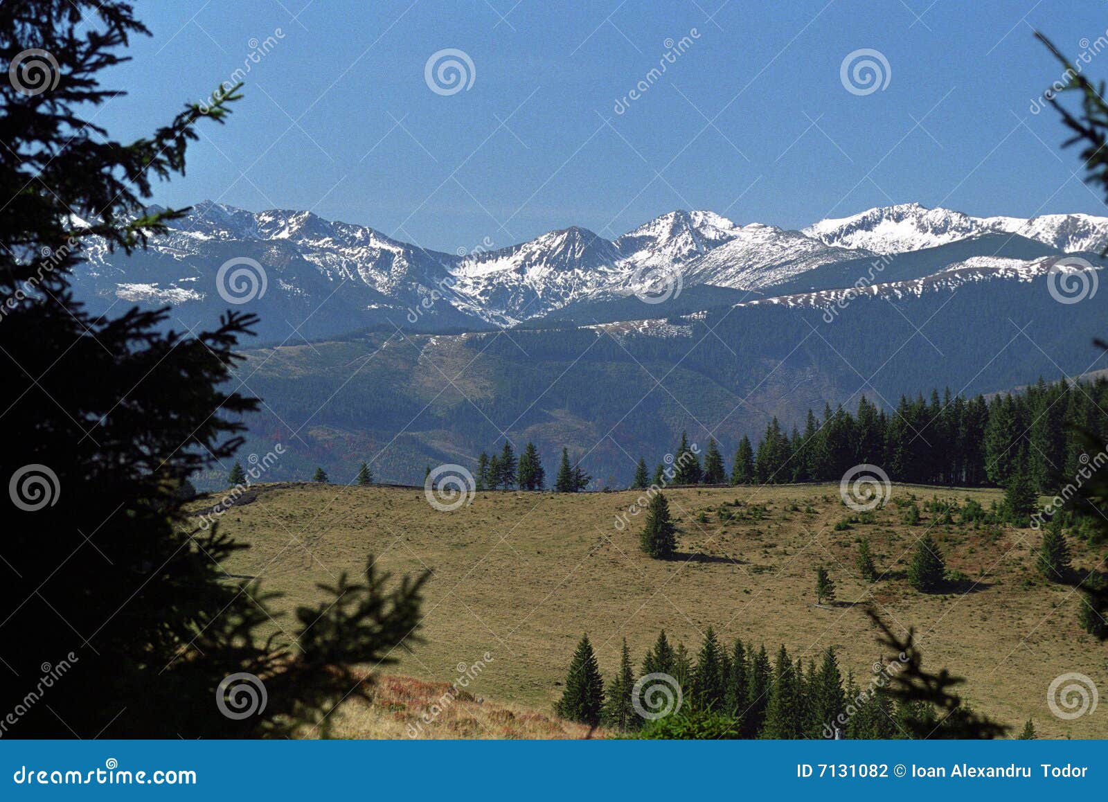 Alpine fall stock photo. Image of spruces, forests, mountain - 7131082