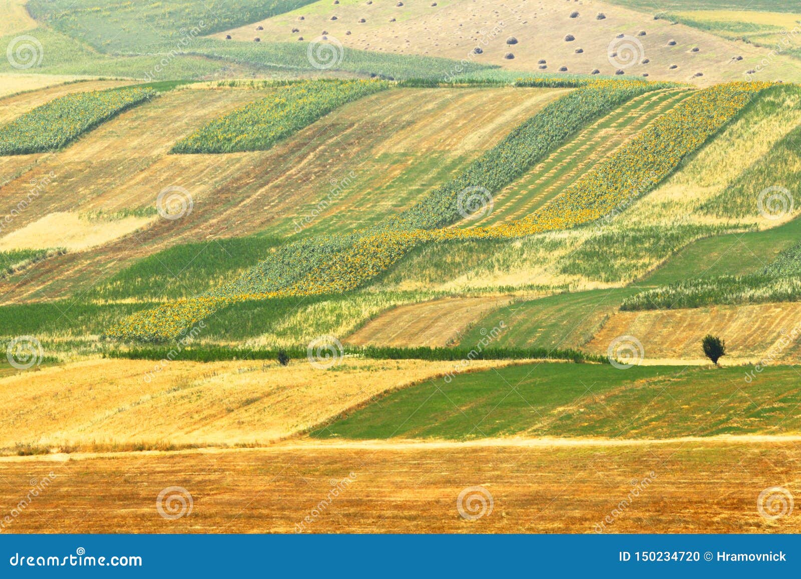 Alpine Farm Field. Kyrgyzstan Stock Photo - Image of farm, nature ...
