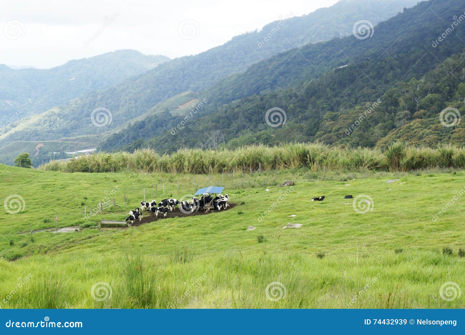 Alpine farm stock image. Image of alpine, plant, grass - 74432939