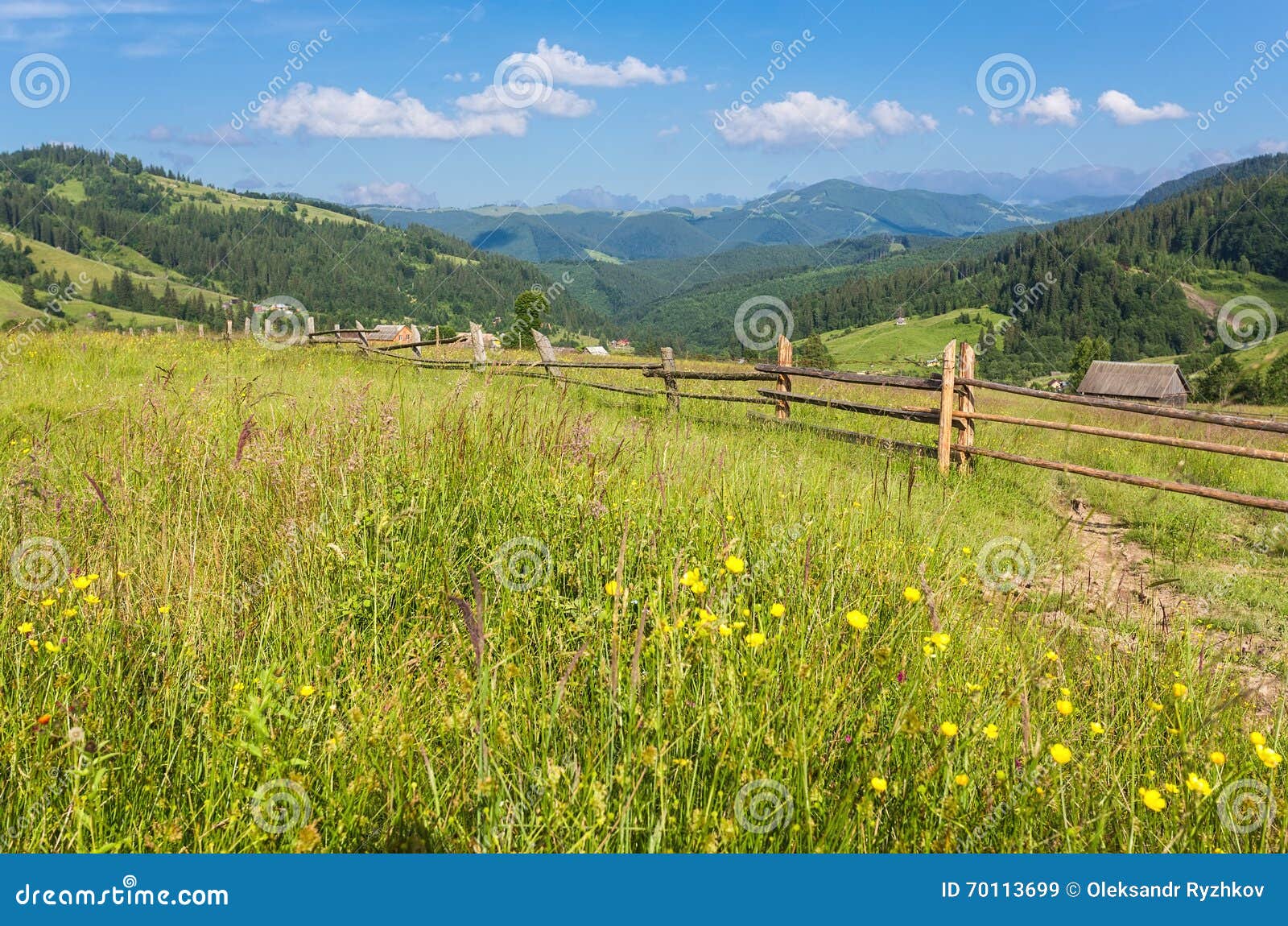 The Alpine Fields Grow Beautiful Spring Stock Image - Image of daffodil ...