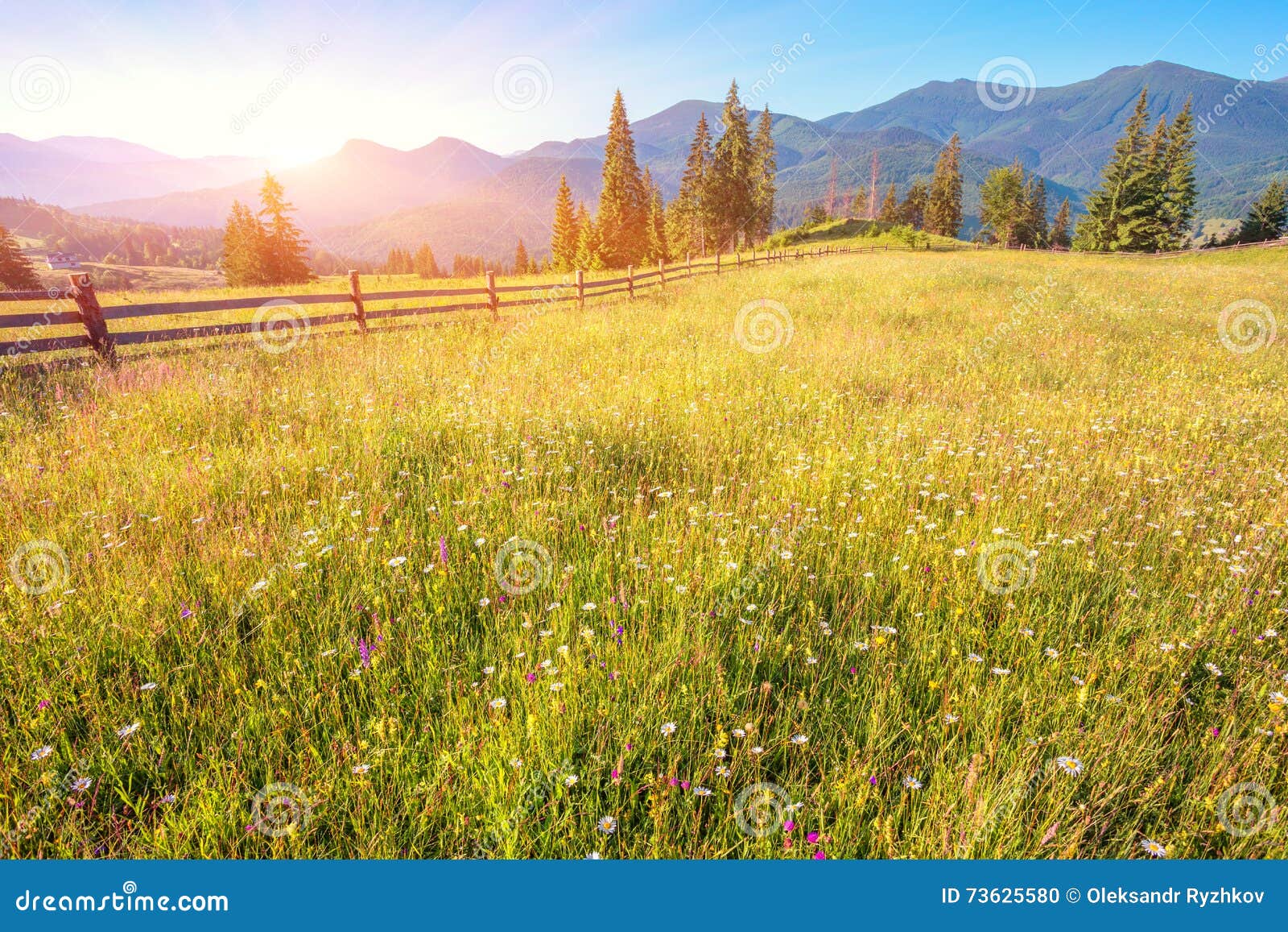 The Alpine Fields Grow Beautiful Spring Stock Photo - Image of ...