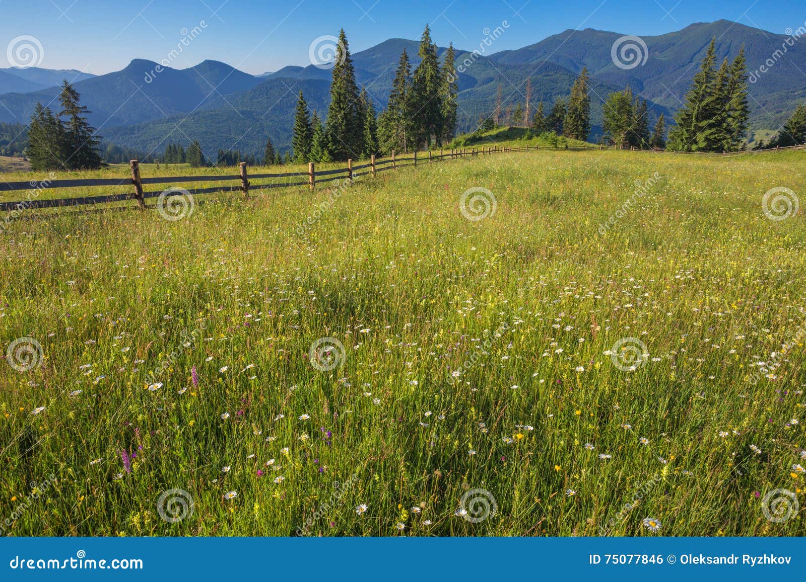 The Alpine Fields Grow Beautiful Spring Stock Photo - Image of floral ...