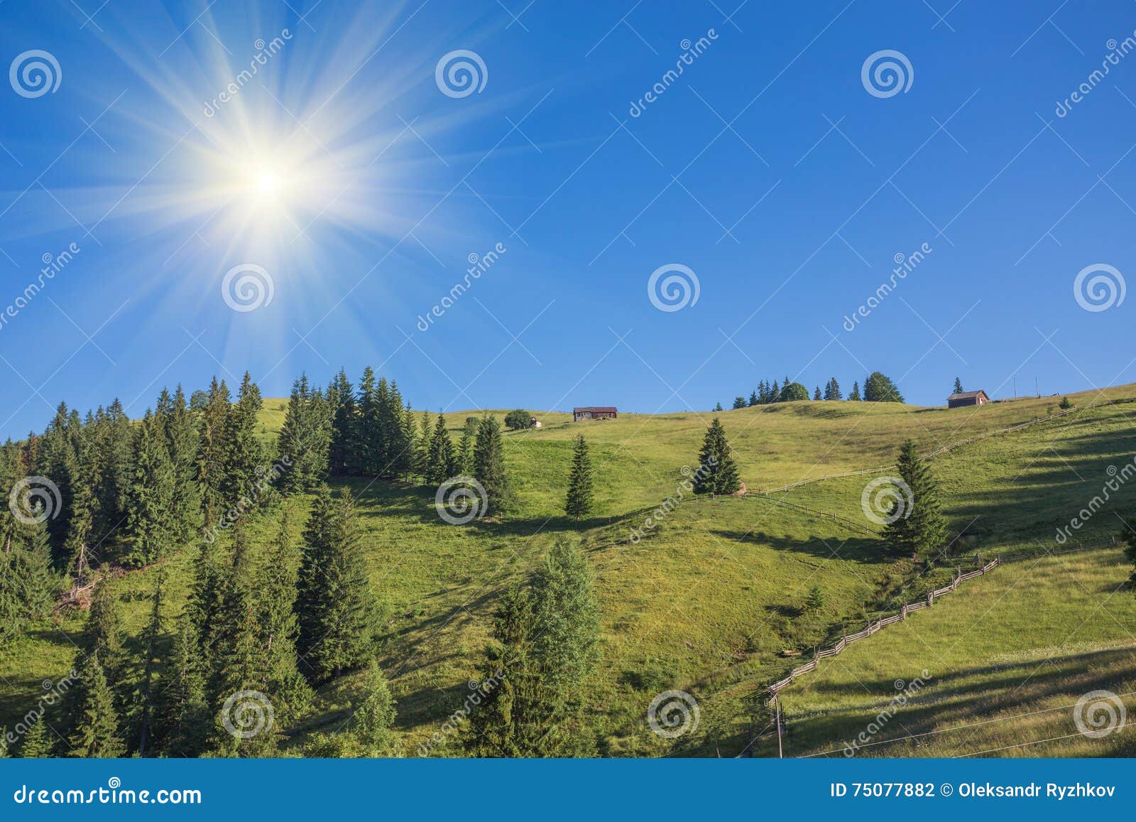 The Alpine Fields Grow Beautiful Spring Stock Photo - Image of mountain ...