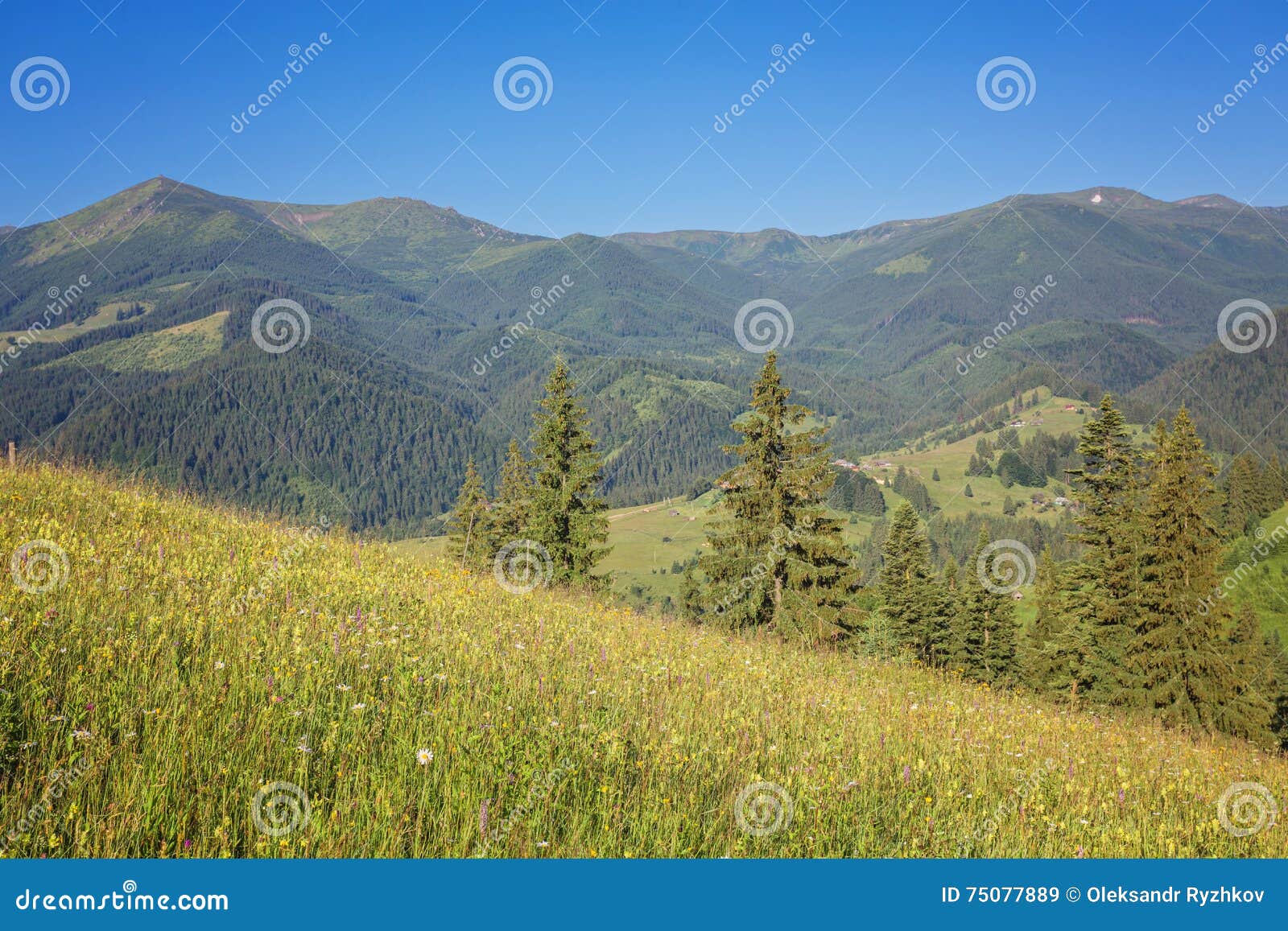 The Alpine Fields Grow Beautiful Spring Stock Image - Image of clouds ...