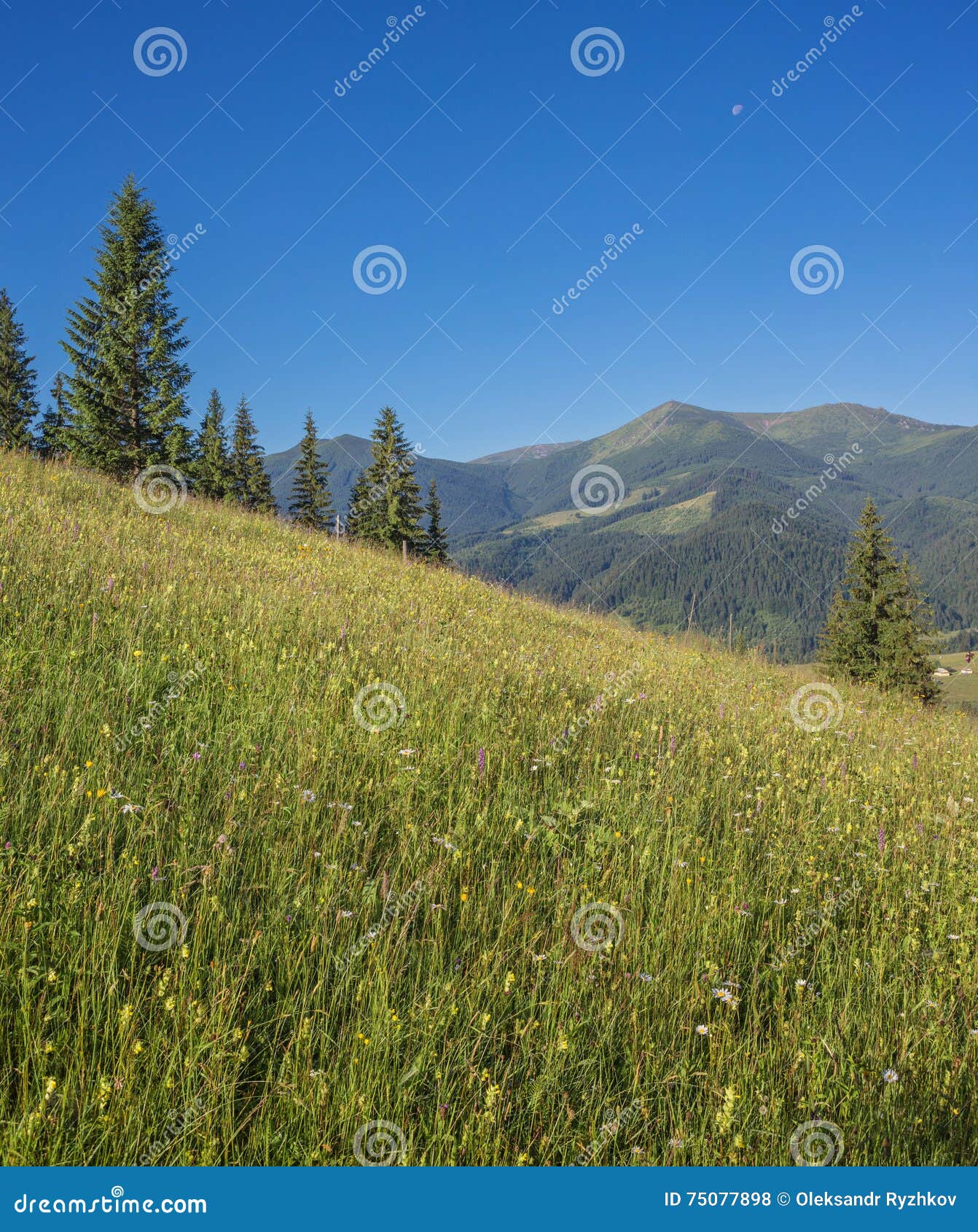 The Alpine Fields Grow Beautiful Spring Stock Photo - Image of easter ...