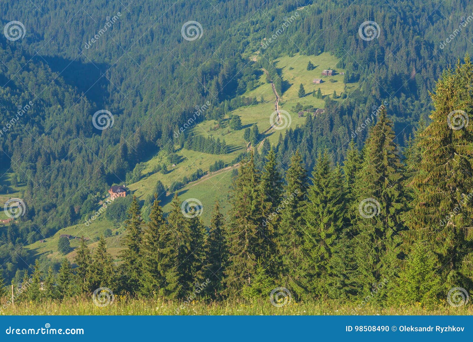 The Alpine Fields Grow Beautiful Spring Stock Photo - Image of grass ...