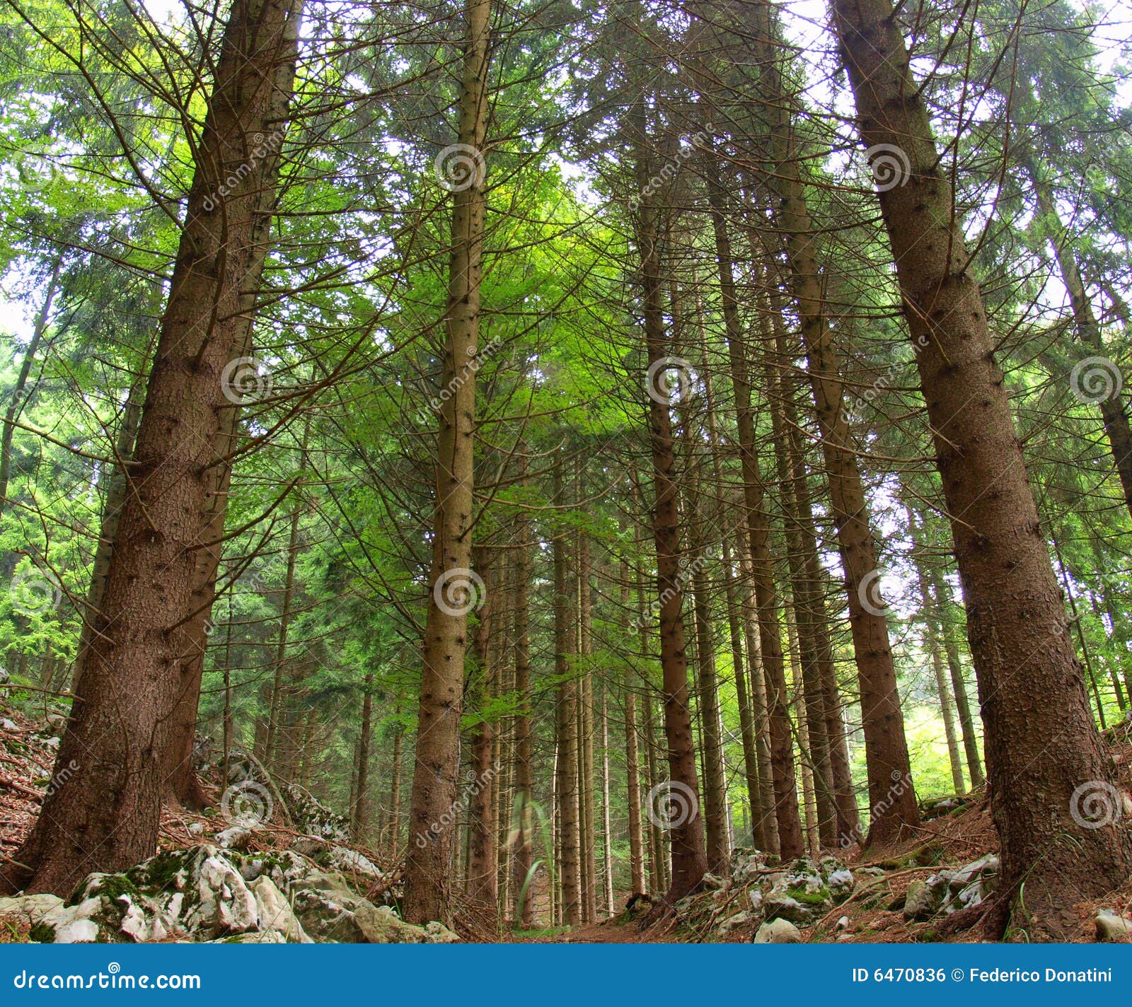 Alpine fir forest stock photo. Image of balance, eden - 6470836