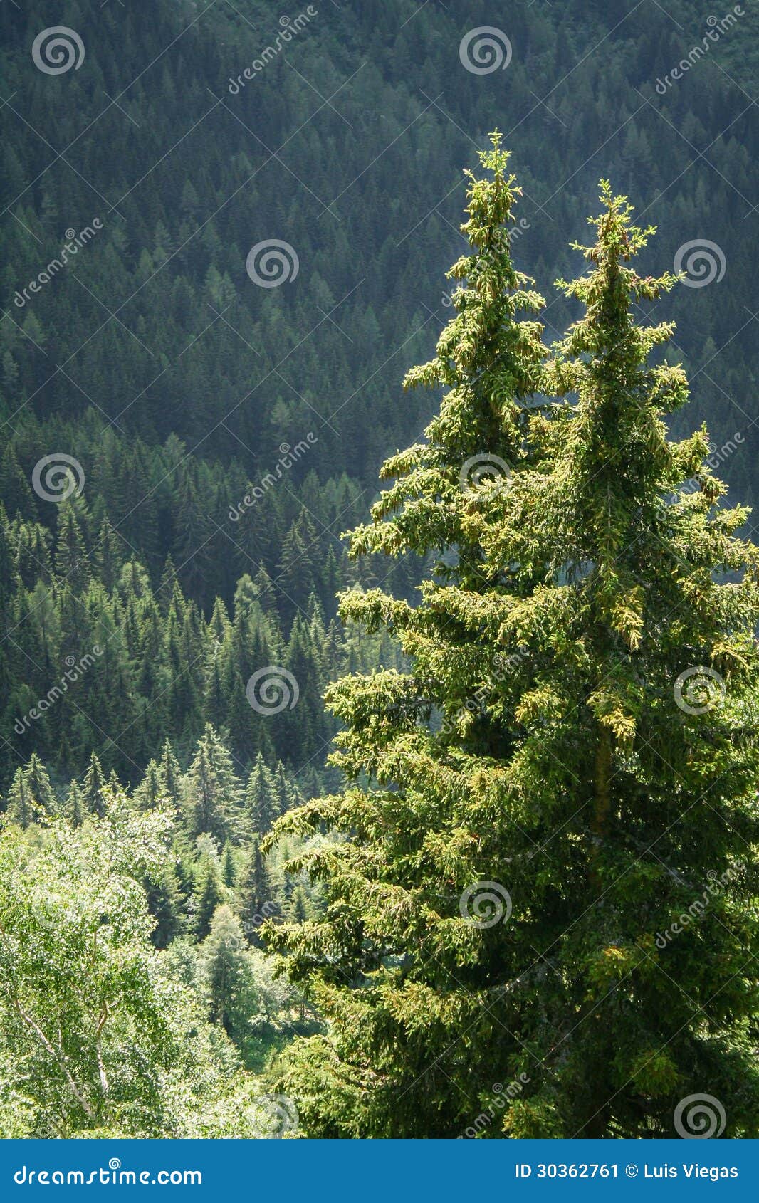 Alpine Fir Trees with Dense Forest Stock Image - Image of journey ...