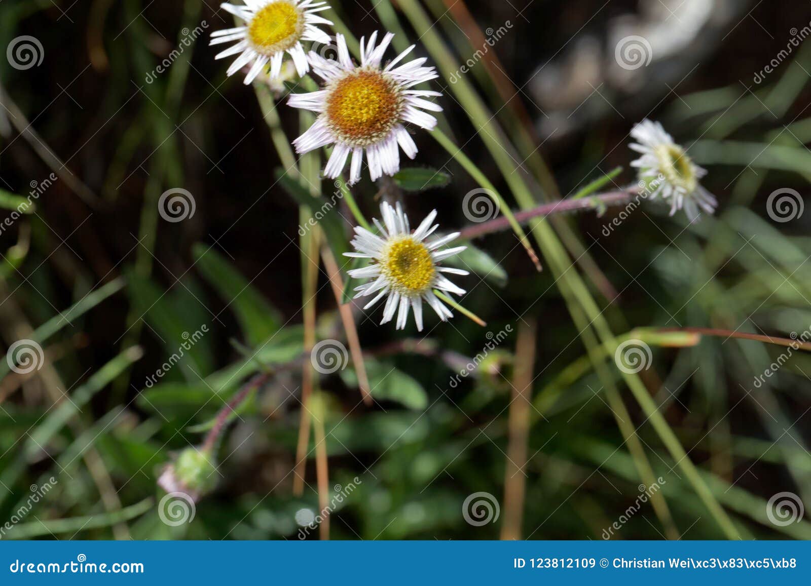 Alpine Fleabane Erigeron Alpinus Stock Image - Image of endemic ...