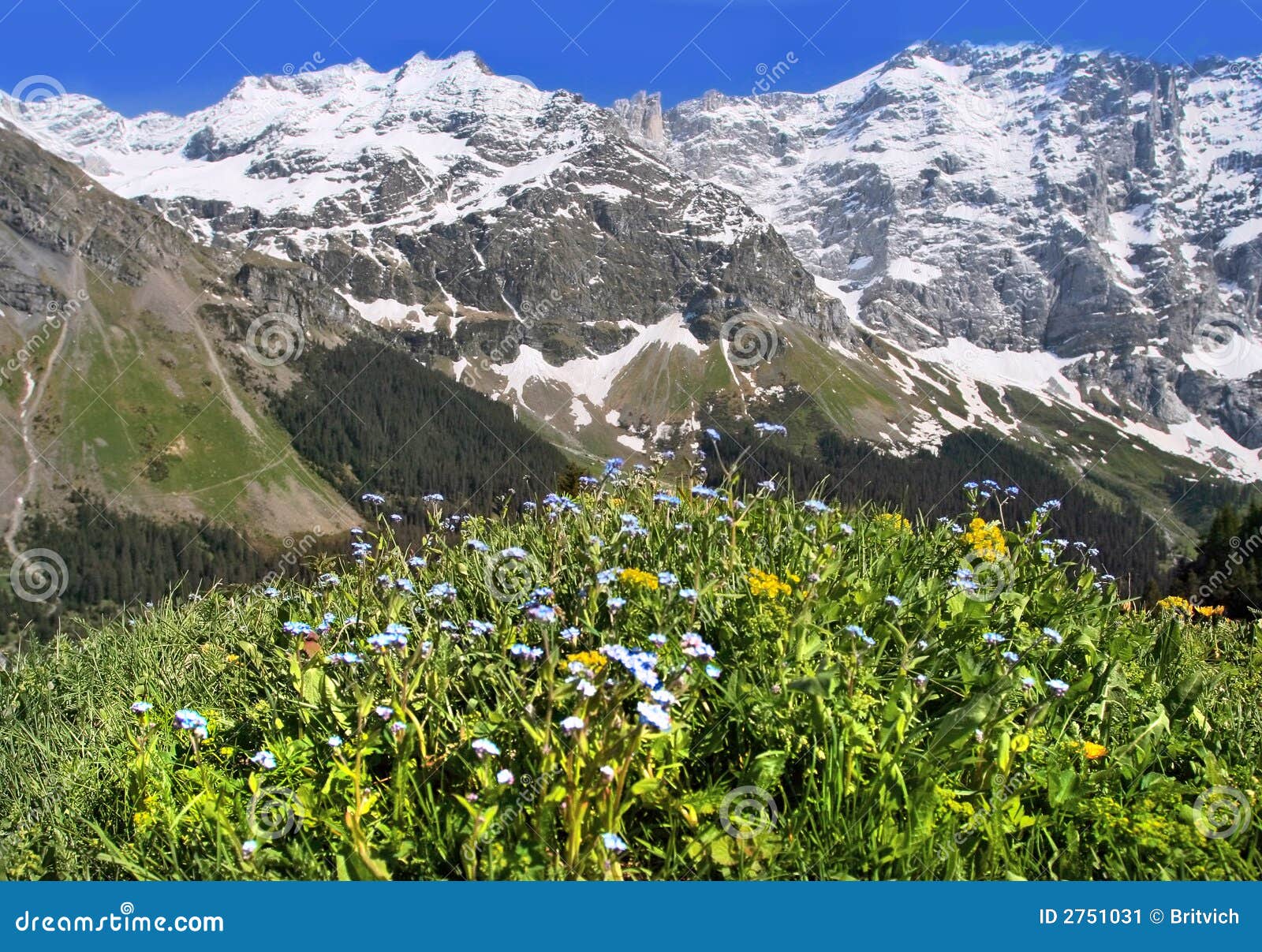 Alpine flora stock image. Image of alps, flora, cover - 2751031