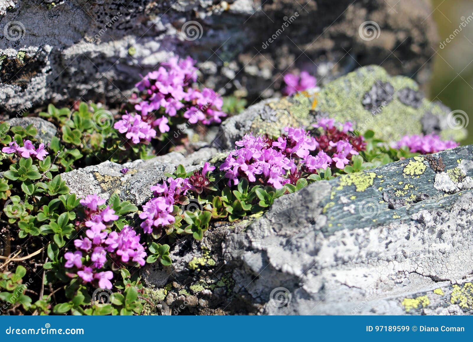 Alpine flora stock image. Image of mountains, herb, bellis - 97189599