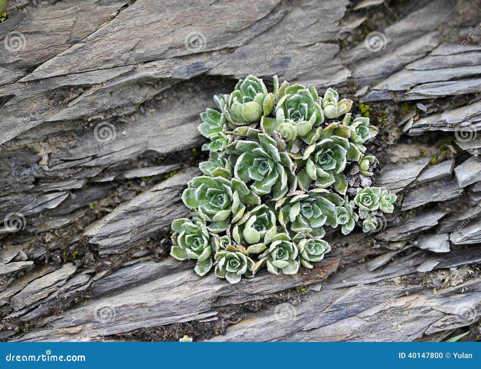 Alpine Flora - Common Houseleek Stock Photo - Image of field, botany ...