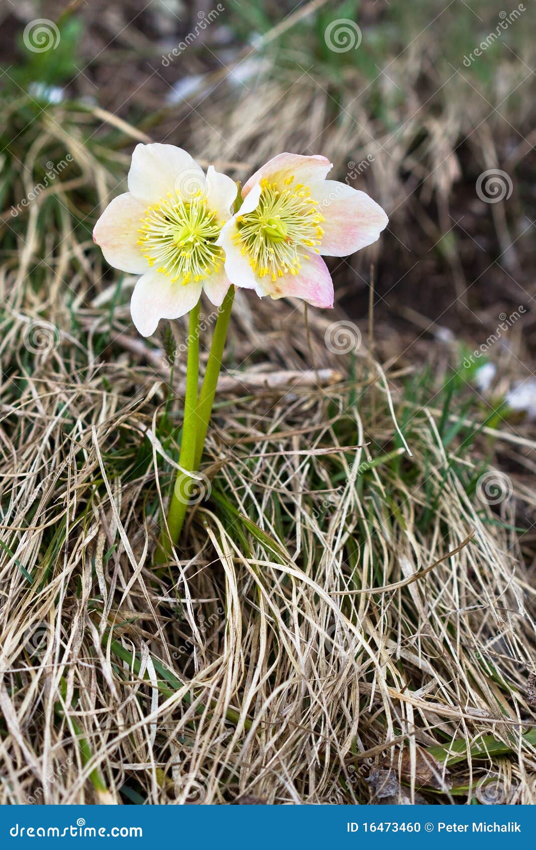 Alpine flower stock photo. Image of spring, peter, resort - 16473460