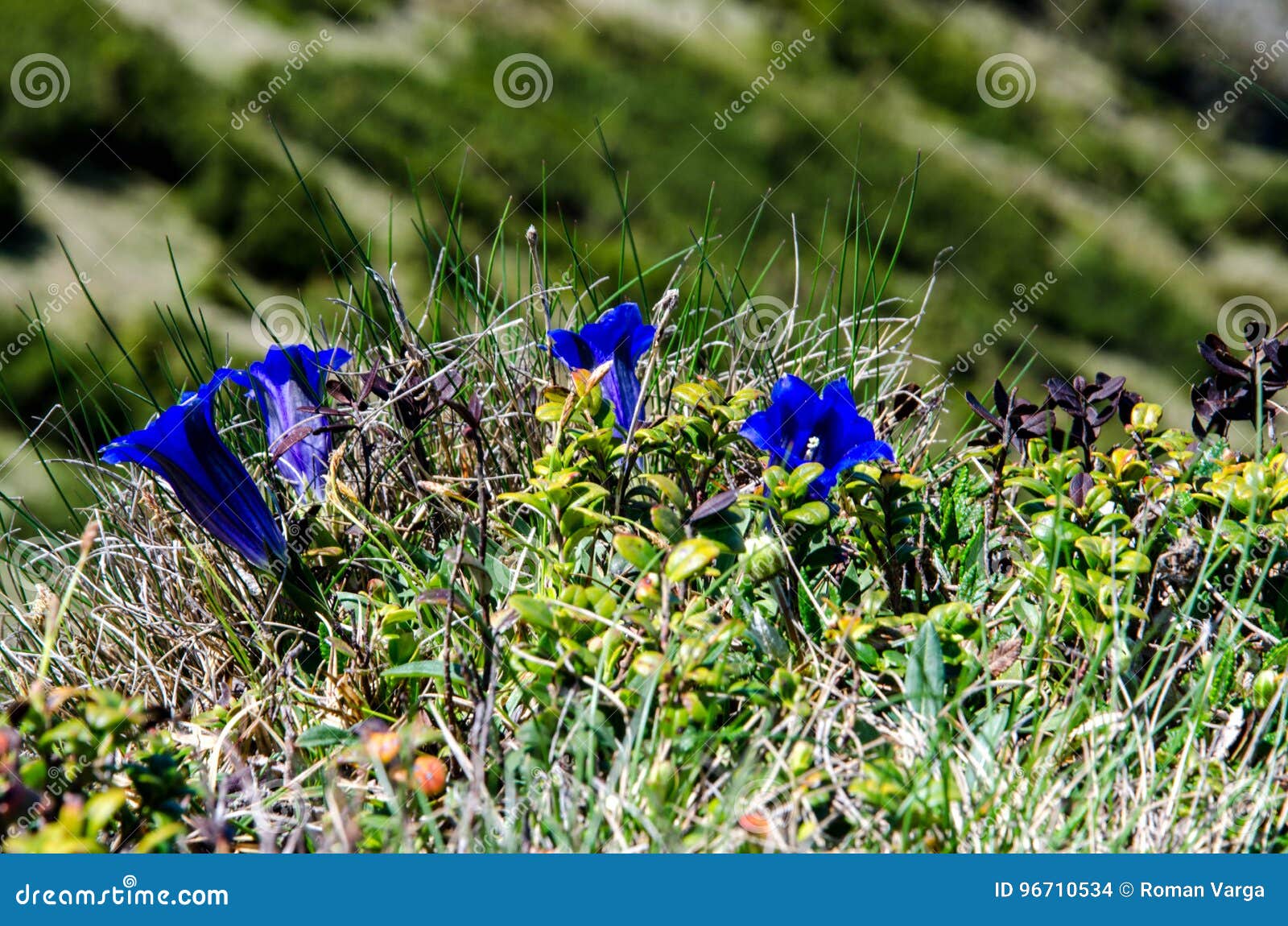 Alpine flower stock photo. Image of flower, medicinal - 96710534