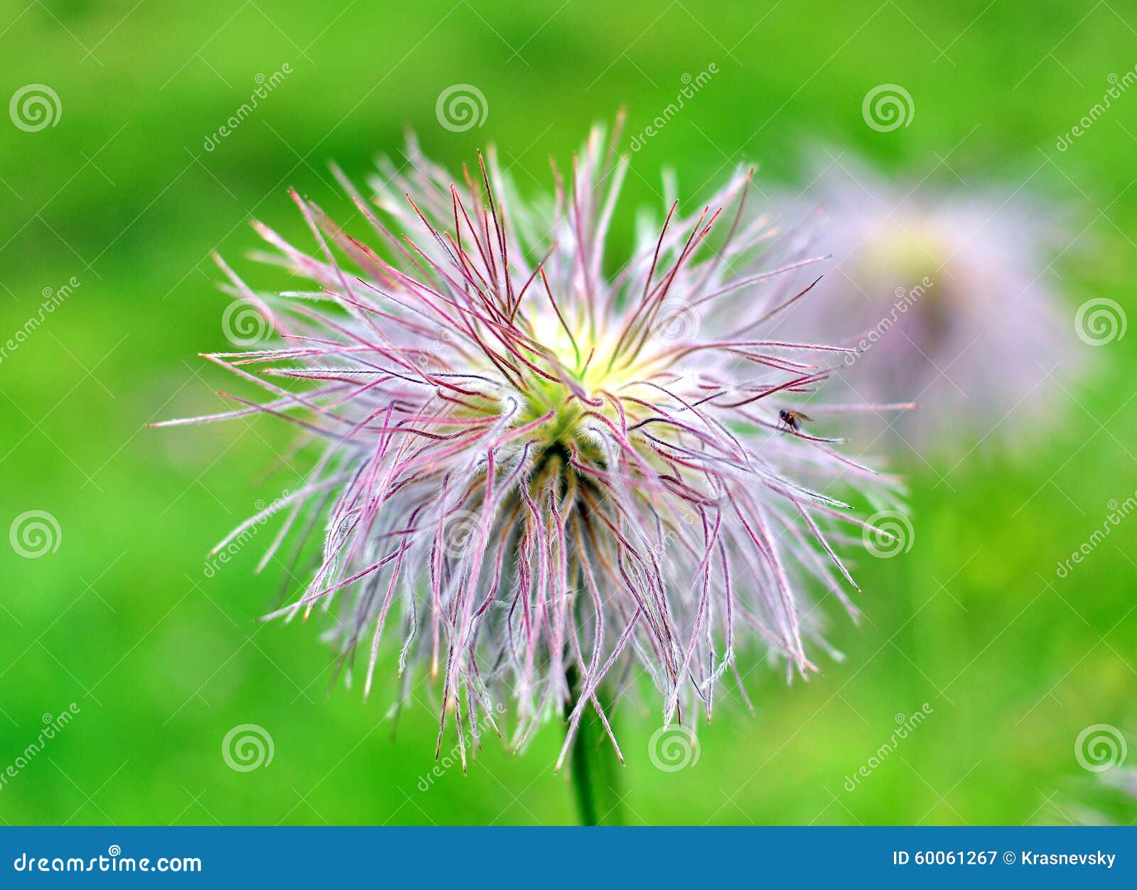 Alpine flower stock image. Image of pair, alpine, plant - 60061267
