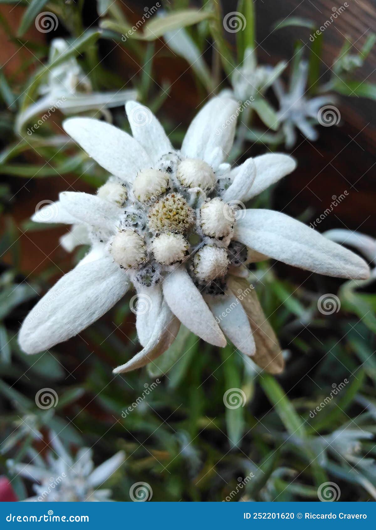 Alpine flower stock photo. Image of white, garden, alpine - 252201620