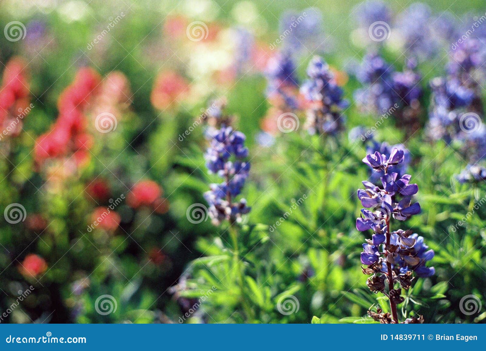 Alpine Flowers Stock Image | CartoonDealer.com #15470053