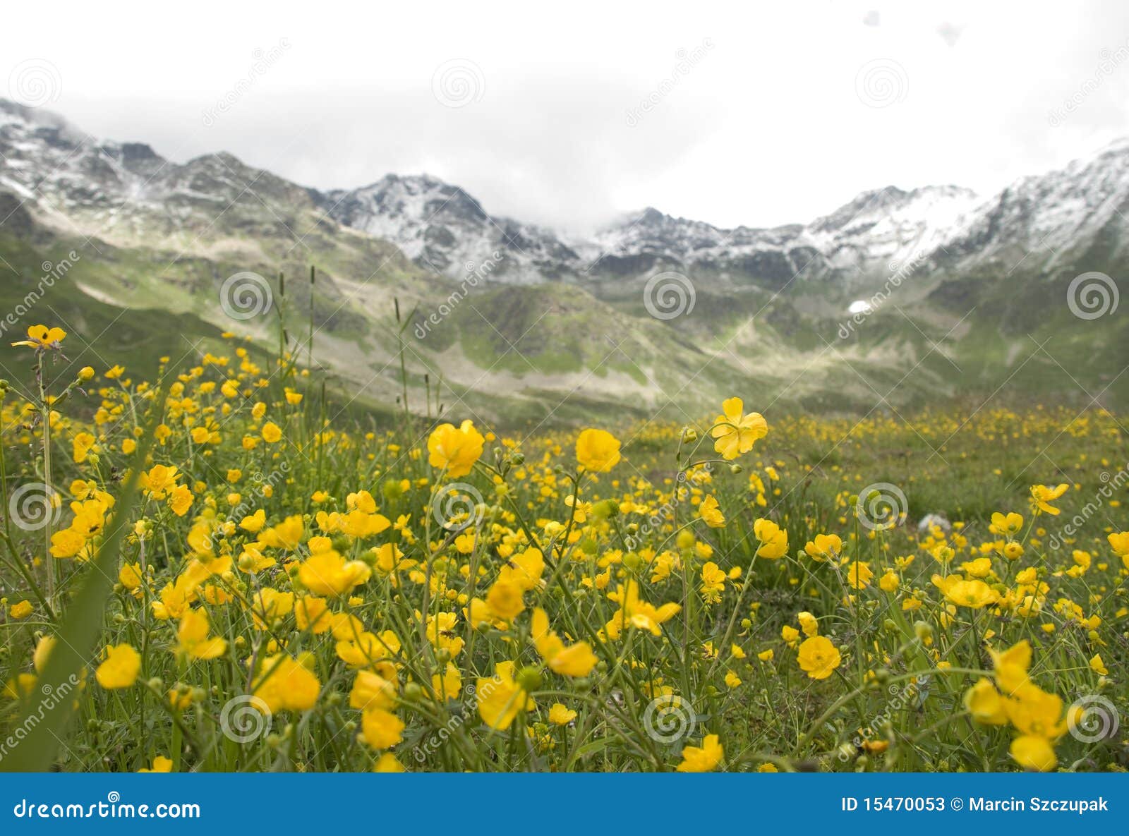 Alpine Flowers Stock Image | CartoonDealer.com #15470053