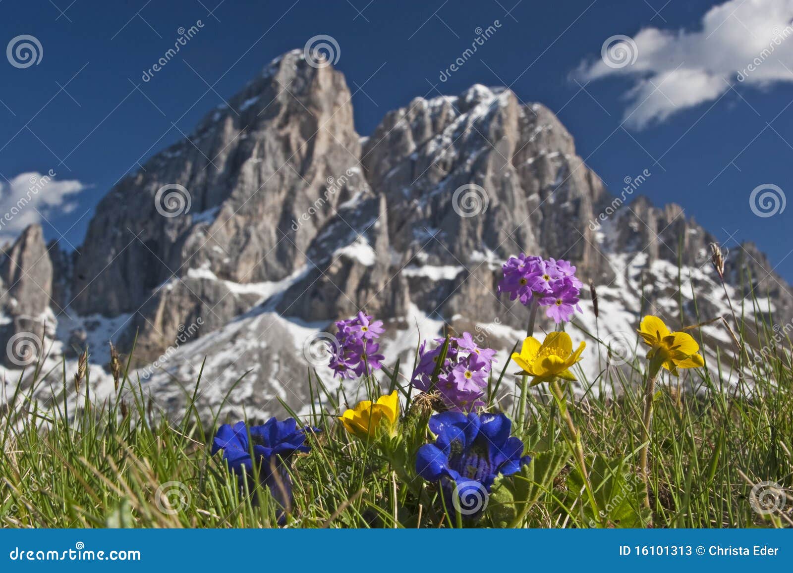 Alpine flowers stock image. Image of mountain, dolomites - 16101313