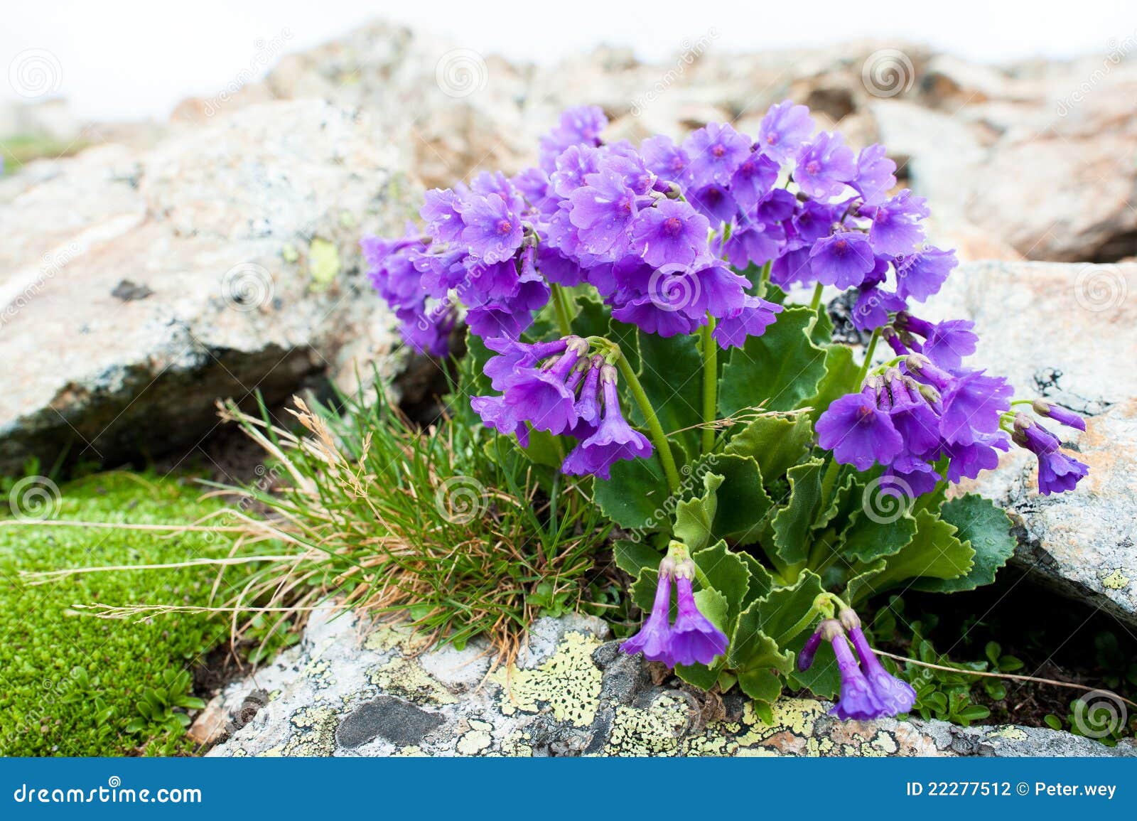 Alpine flowers stock photo. Image of vegetation, spring - 22277512