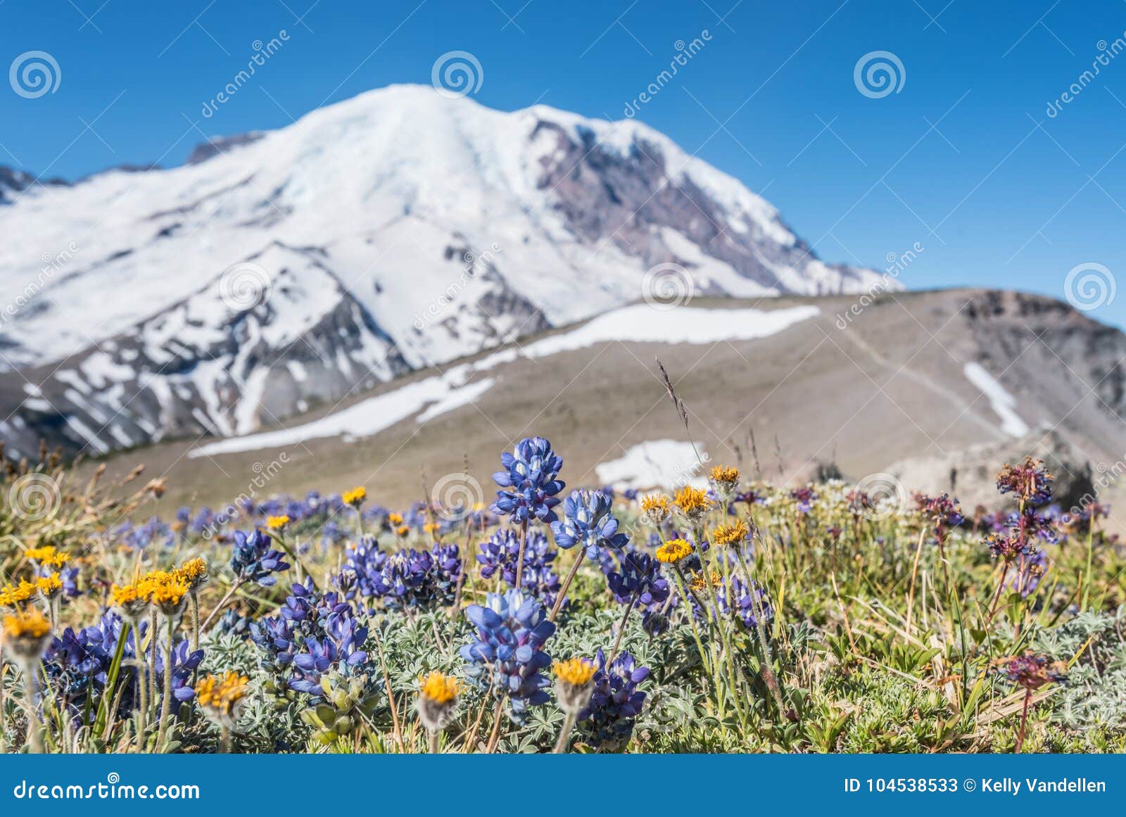 Alpine Flowers in Front of Mount Rainier Stock Image - Image of yellow ...