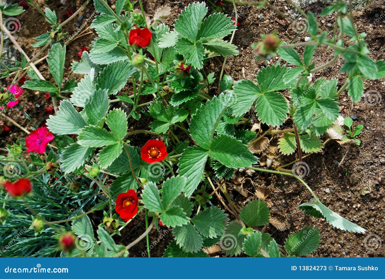 Alpine flowers rosberry stock image. Image of beauty - 13824273