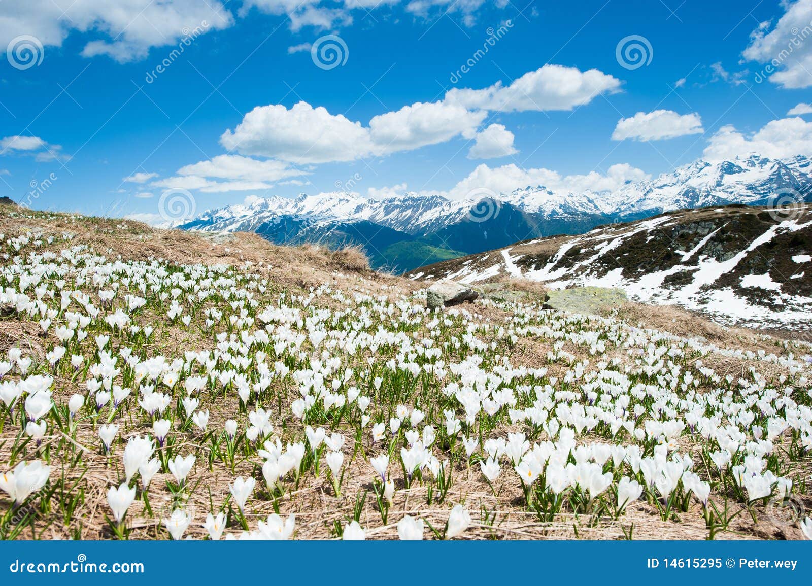 Alpine flowers in spring stock image. Image of flower - 14615295