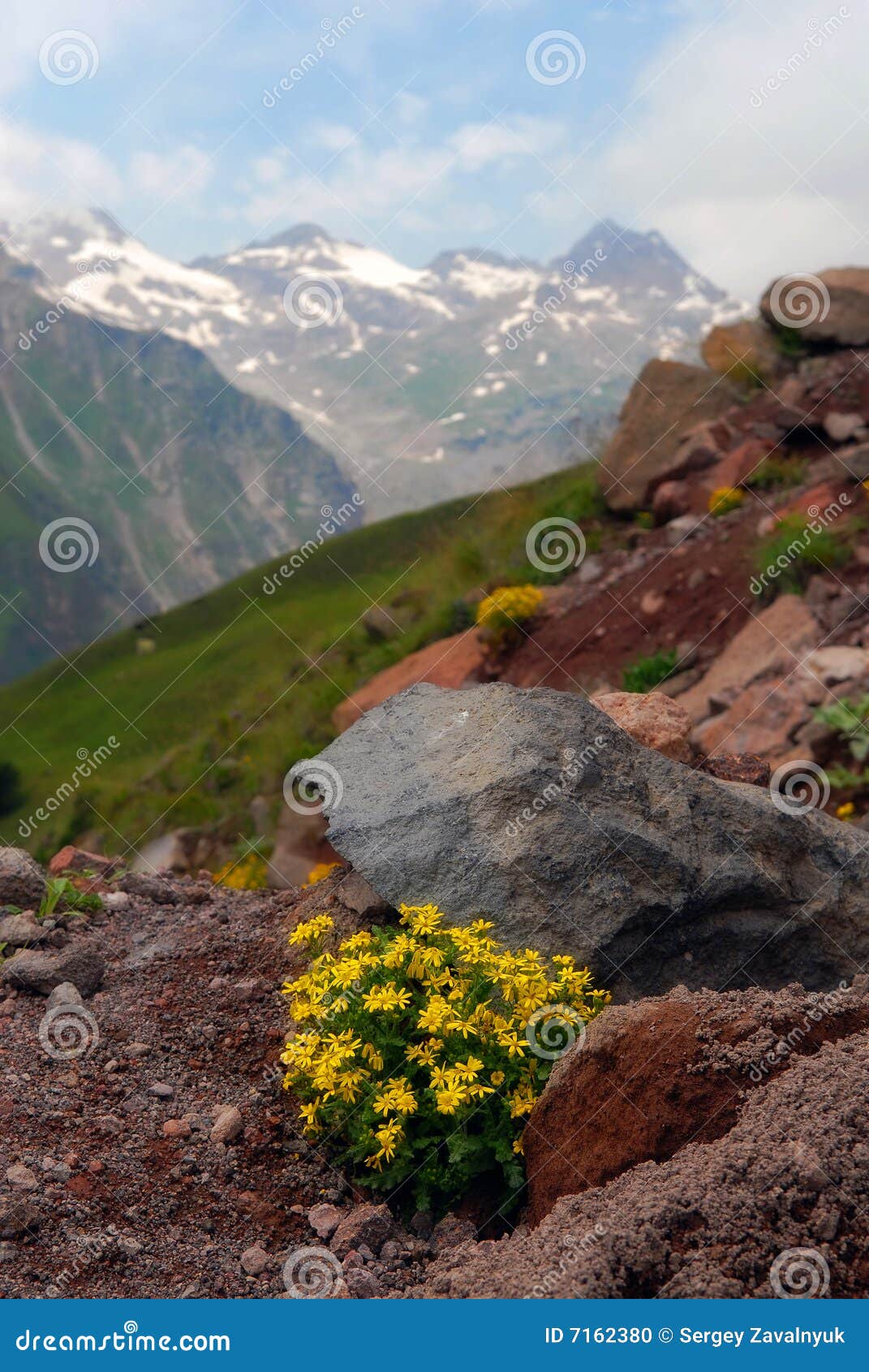 The Alpine Flowers in Stones Stock Photo - Image of mountains, blue ...