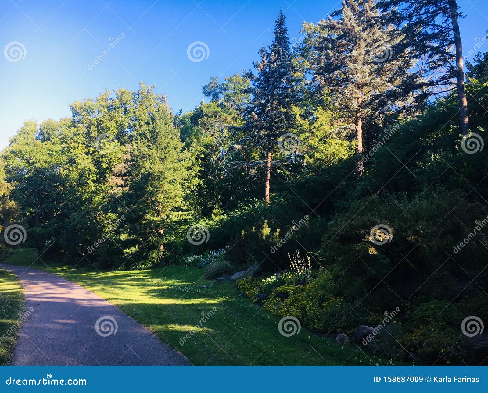 Alpine Foliage at Summertime Stock Image - Image of greenery, foliage ...
