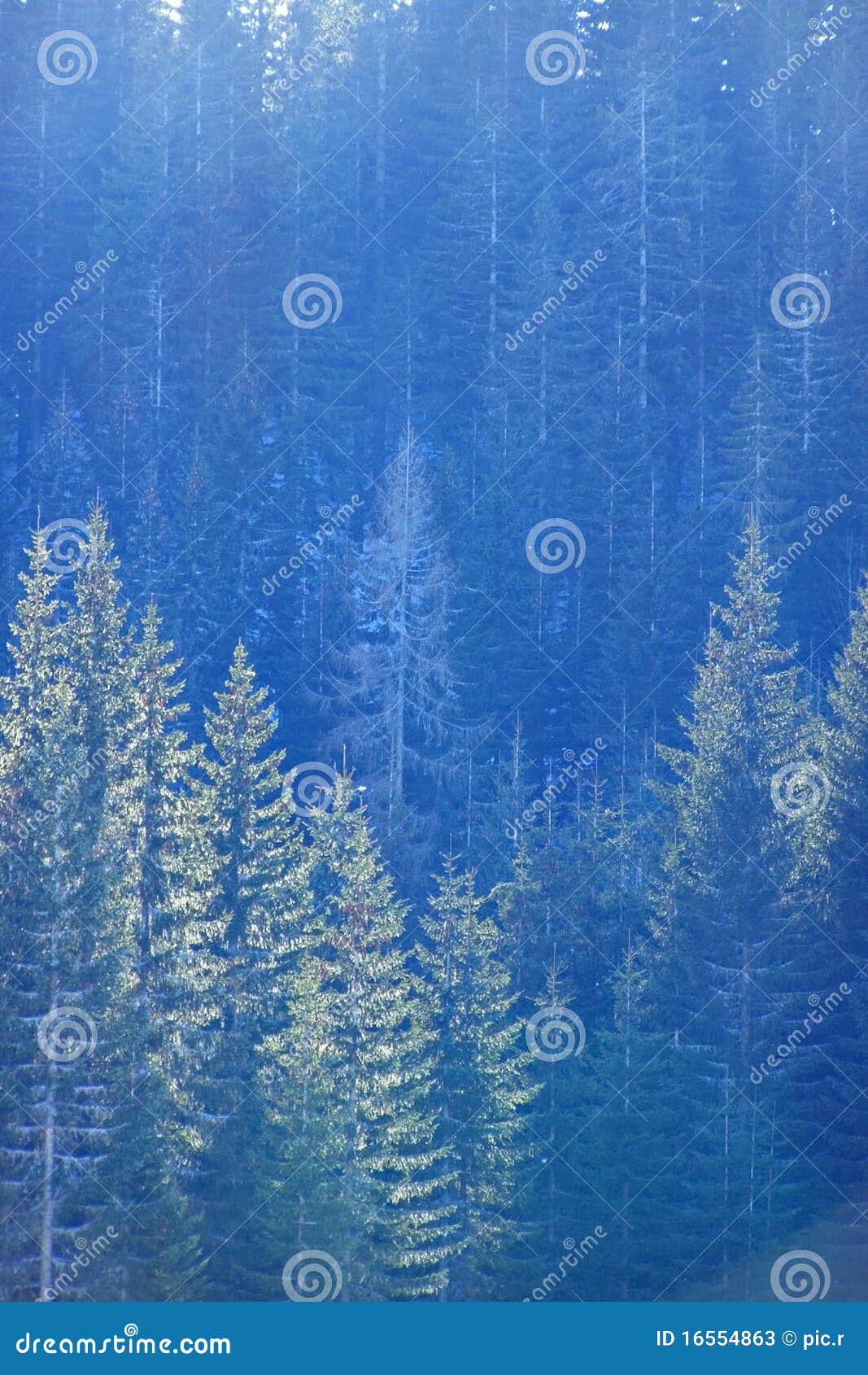 Alpine forest stock image. Image of blue, ecology, alpine - 16554863