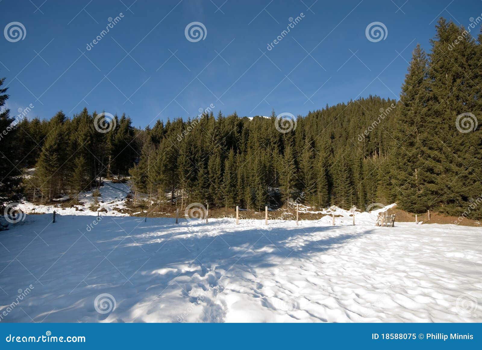 Alpine Forest In Arthur Pass National Park, New Zealand. Stock ...