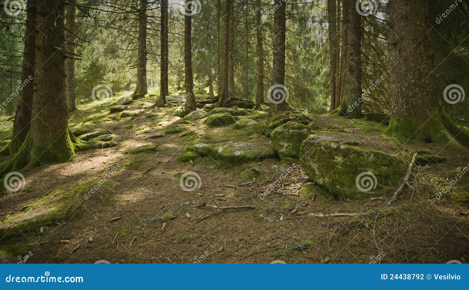 Alpine forest stock photo. Image of morning, branch, nature - 24438792