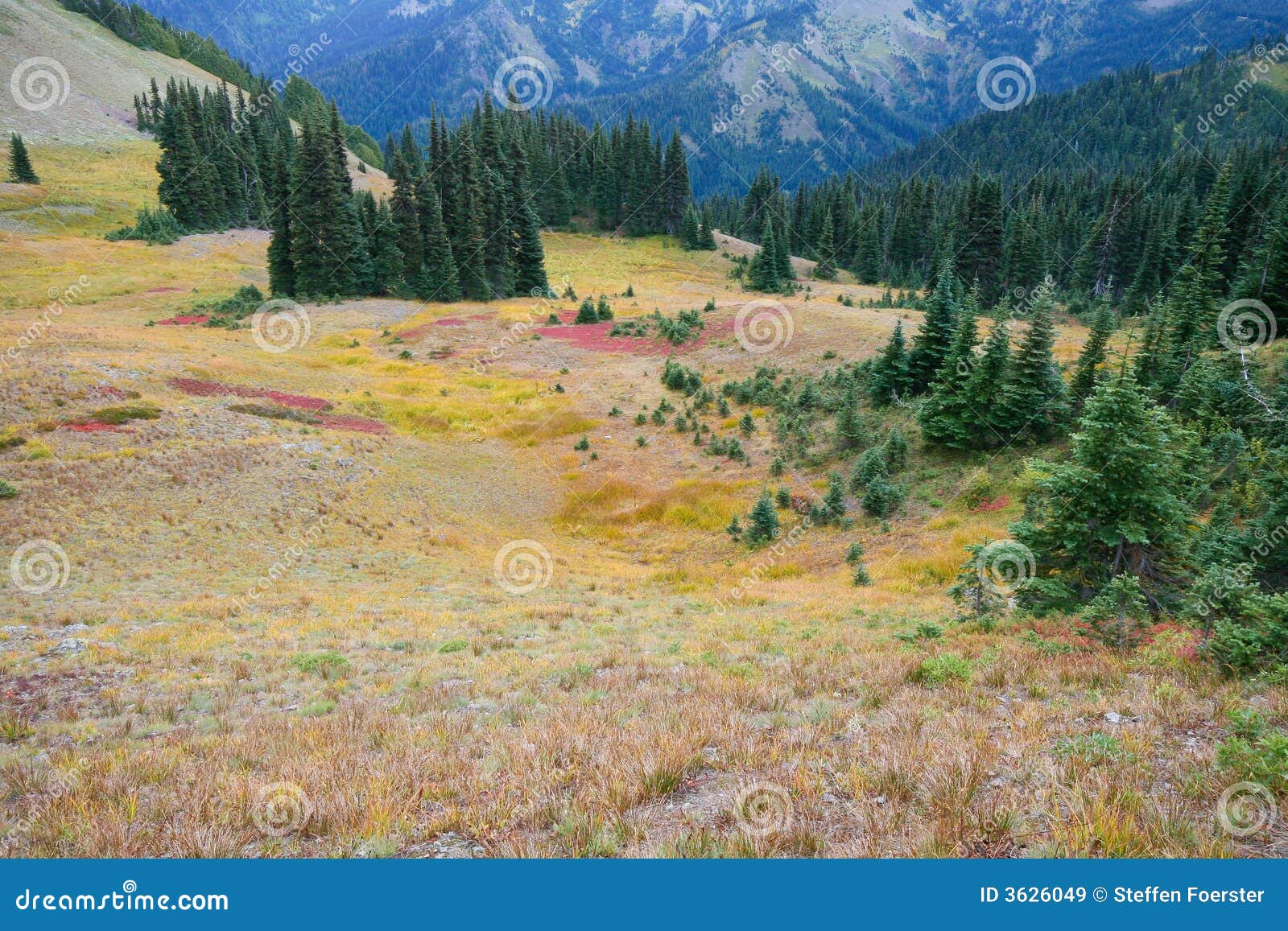 Alpine Forest stock image. Image of lasiocarpa, olympic - 3626049