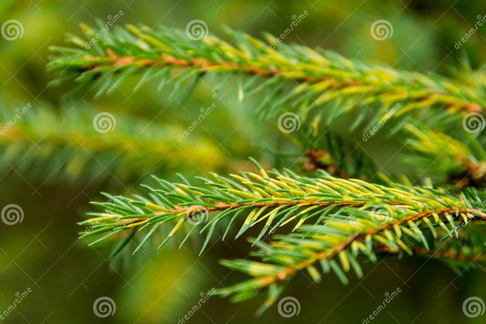 Alpine forest stock photo. Image of alpine, pattern, forest - 61873794