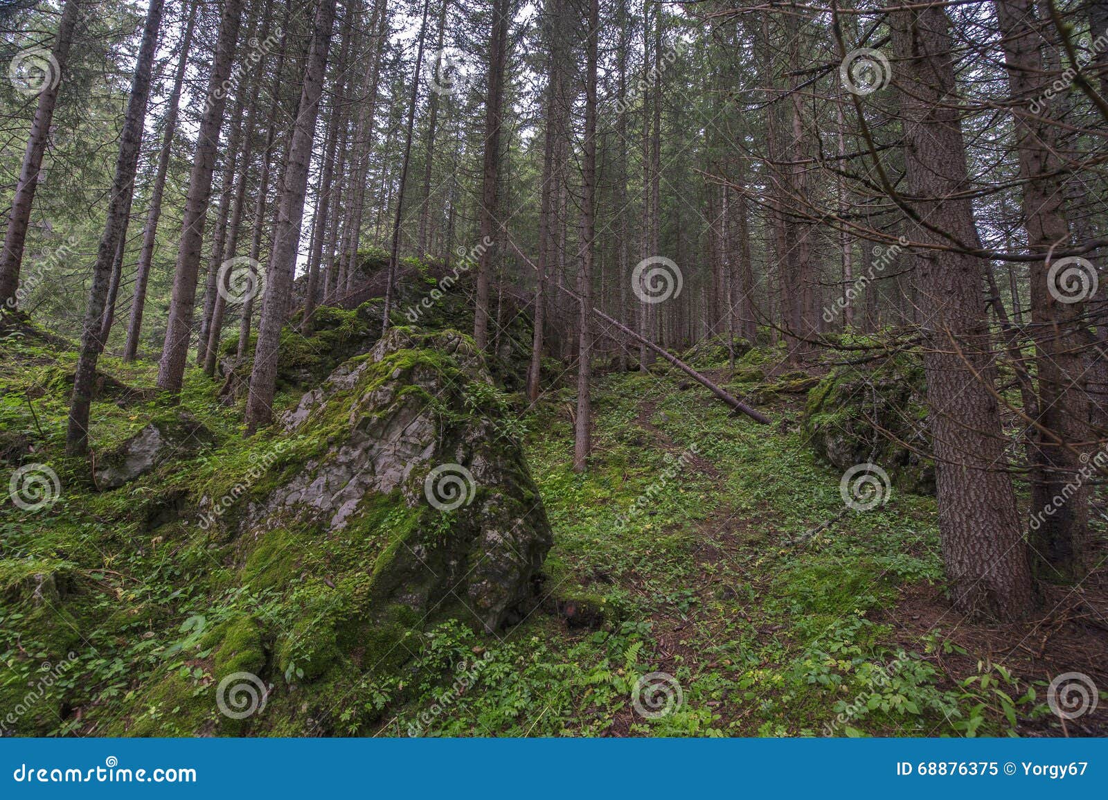 In the alpine forest stock image. Image of nature, walk - 68876375
