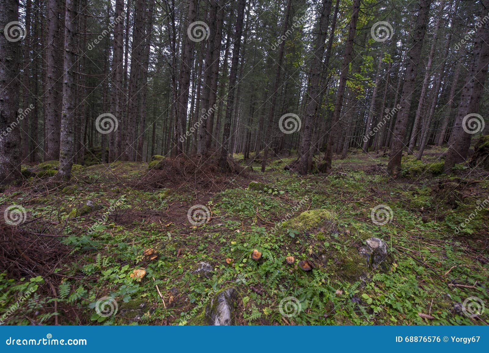 In the alpine forest stock photo. Image of landscape - 68876576