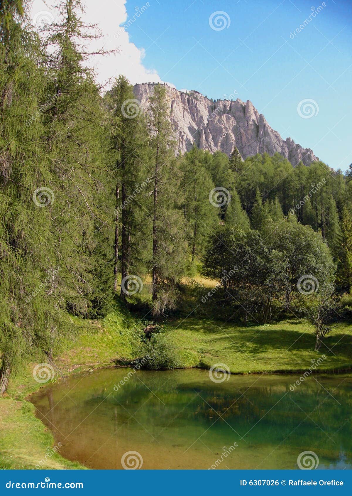 Alpine Forest In Arthur Pass National Park, New Zealand. Stock ...