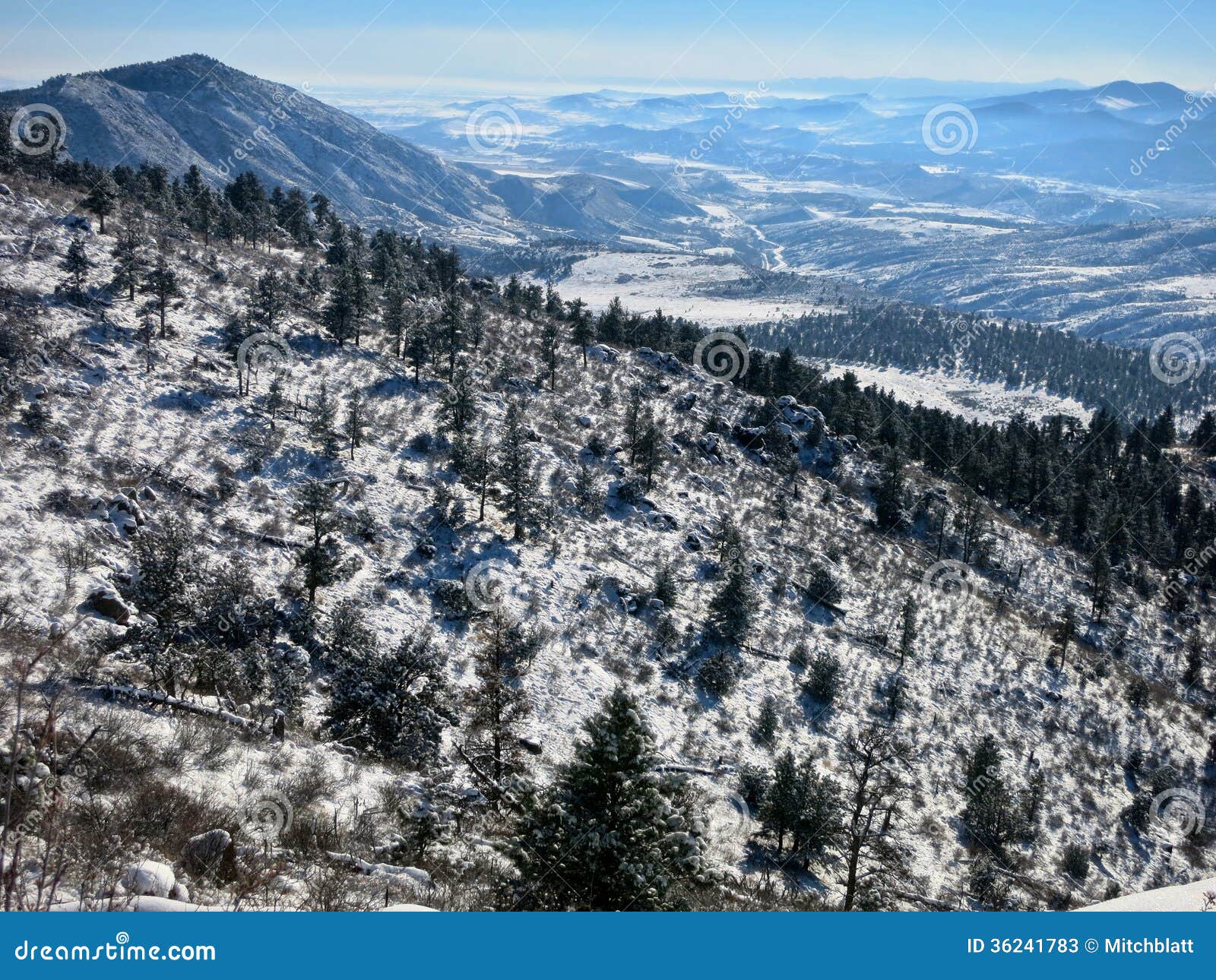 Alpine Forest on Mountainside in Snow Stock Image - Image of pine ...