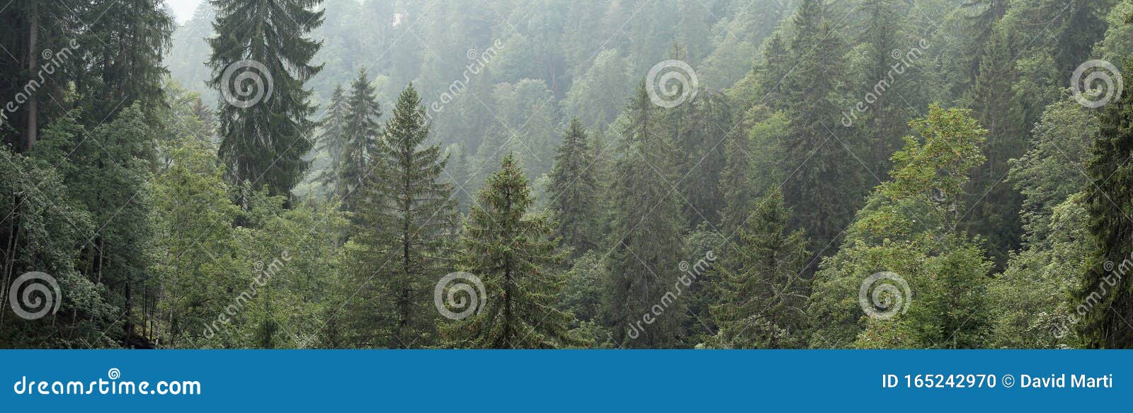 Alpine Forest stock photo. Image of country, rural, environment - 165242970