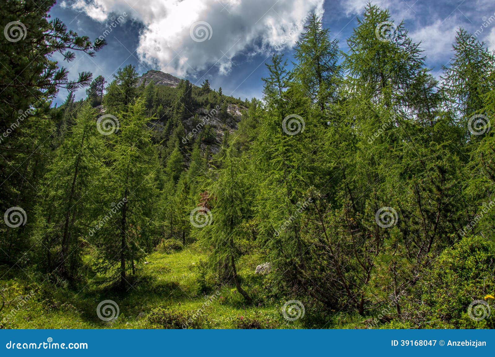 Alpine forest stock image. Image of green, forest, nature - 39168047