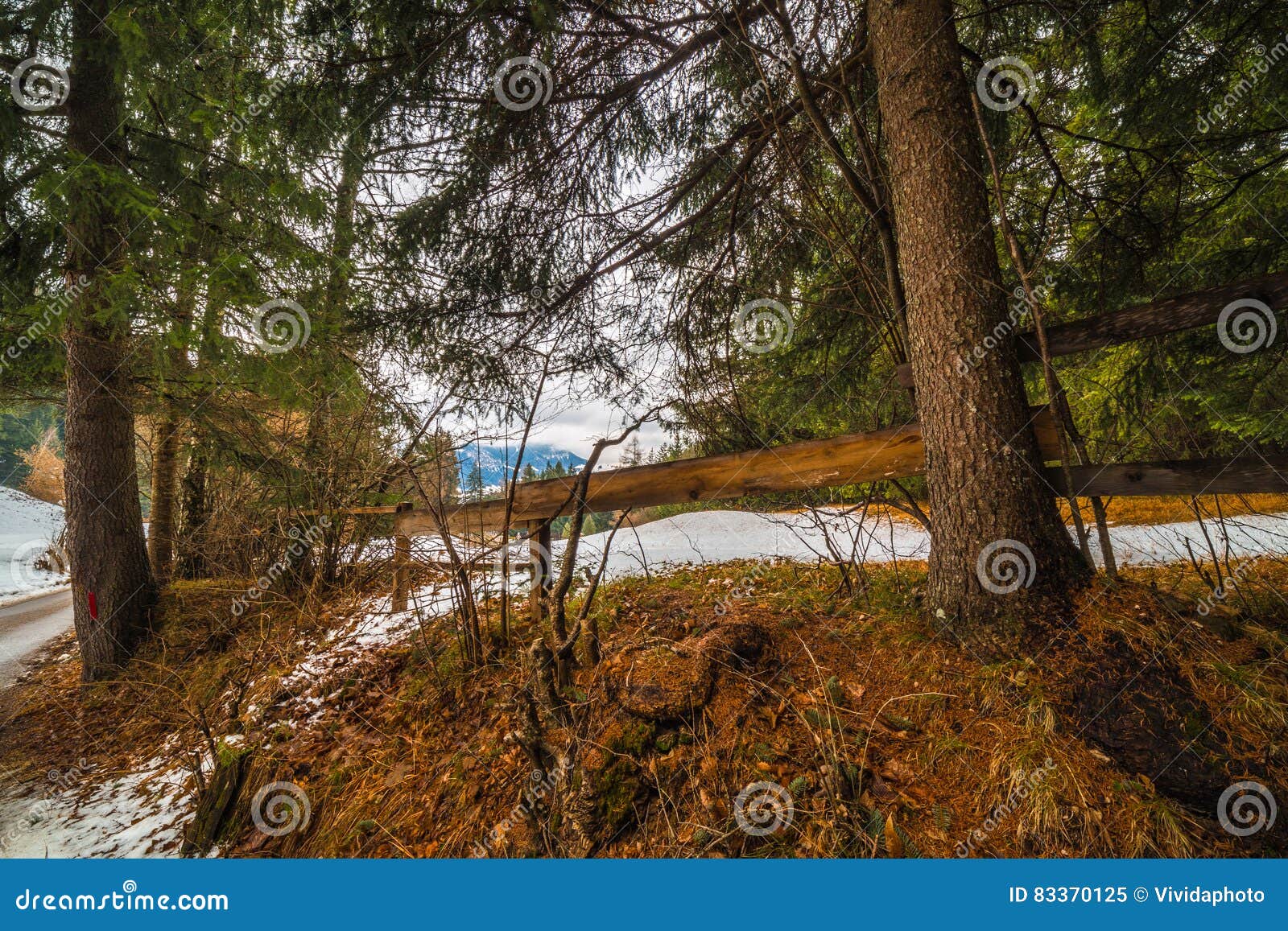 Alpine forest stock image. Image of season, snowy, mountain - 83370125