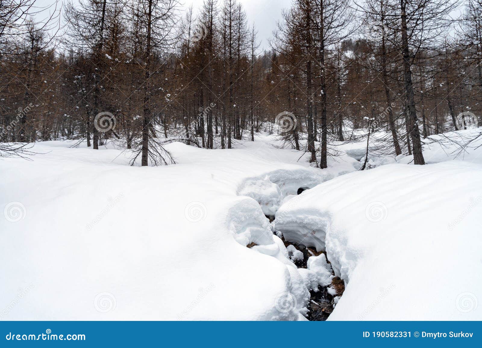 Alpine forest in winter stock image. Image of countryside - 190582331
