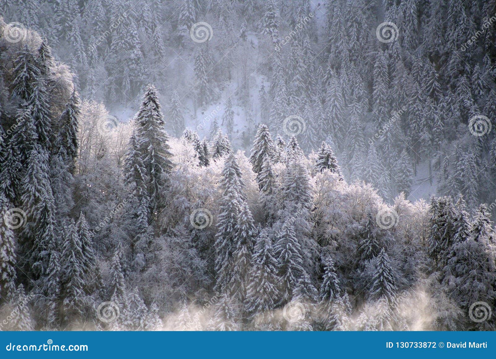 Alpine Forest in Winter stock photo. Image of european - 130733872