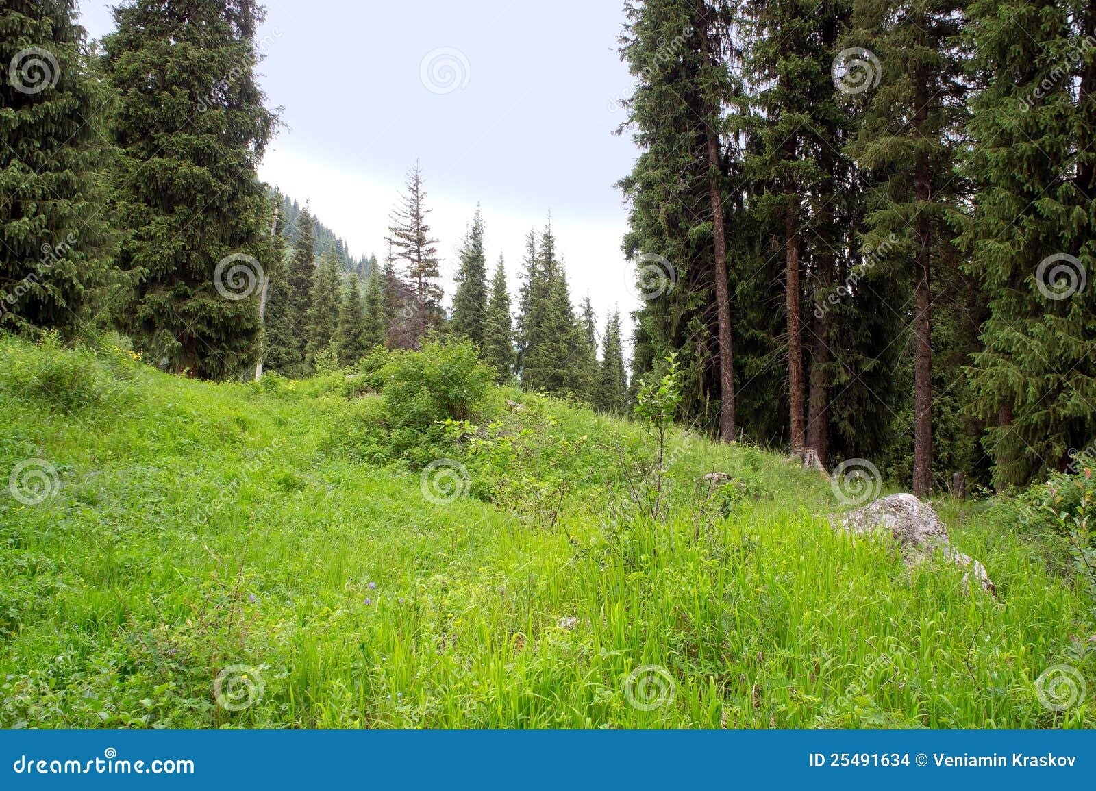 Alpine forests stock photo. Image of spruce, mountain - 25491634