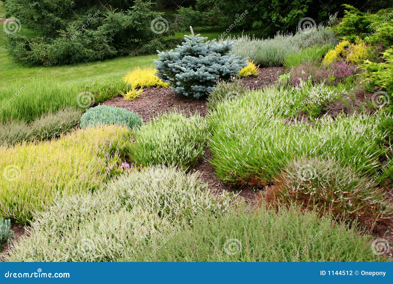 Alpine Garden stock photo. Image of evergreens, flower - 1144512