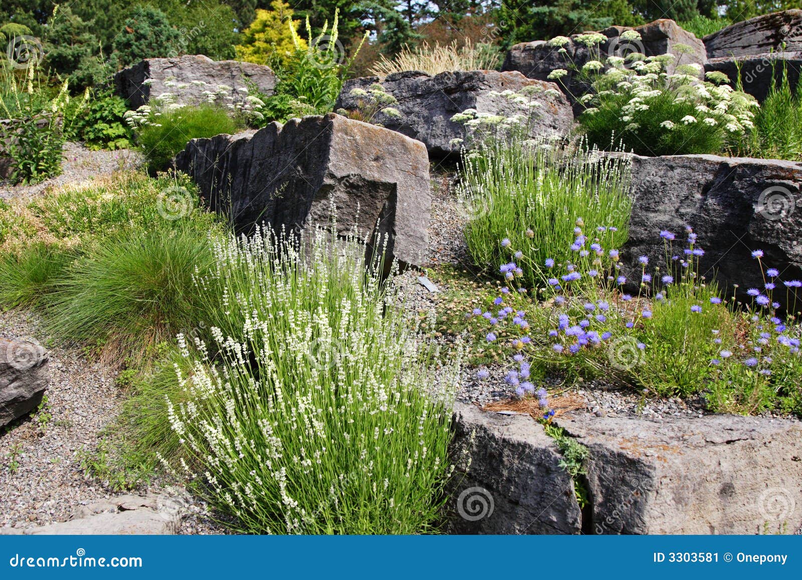 Alpine Garden stock image. Image of shrub, flower, pebble - 3303581
