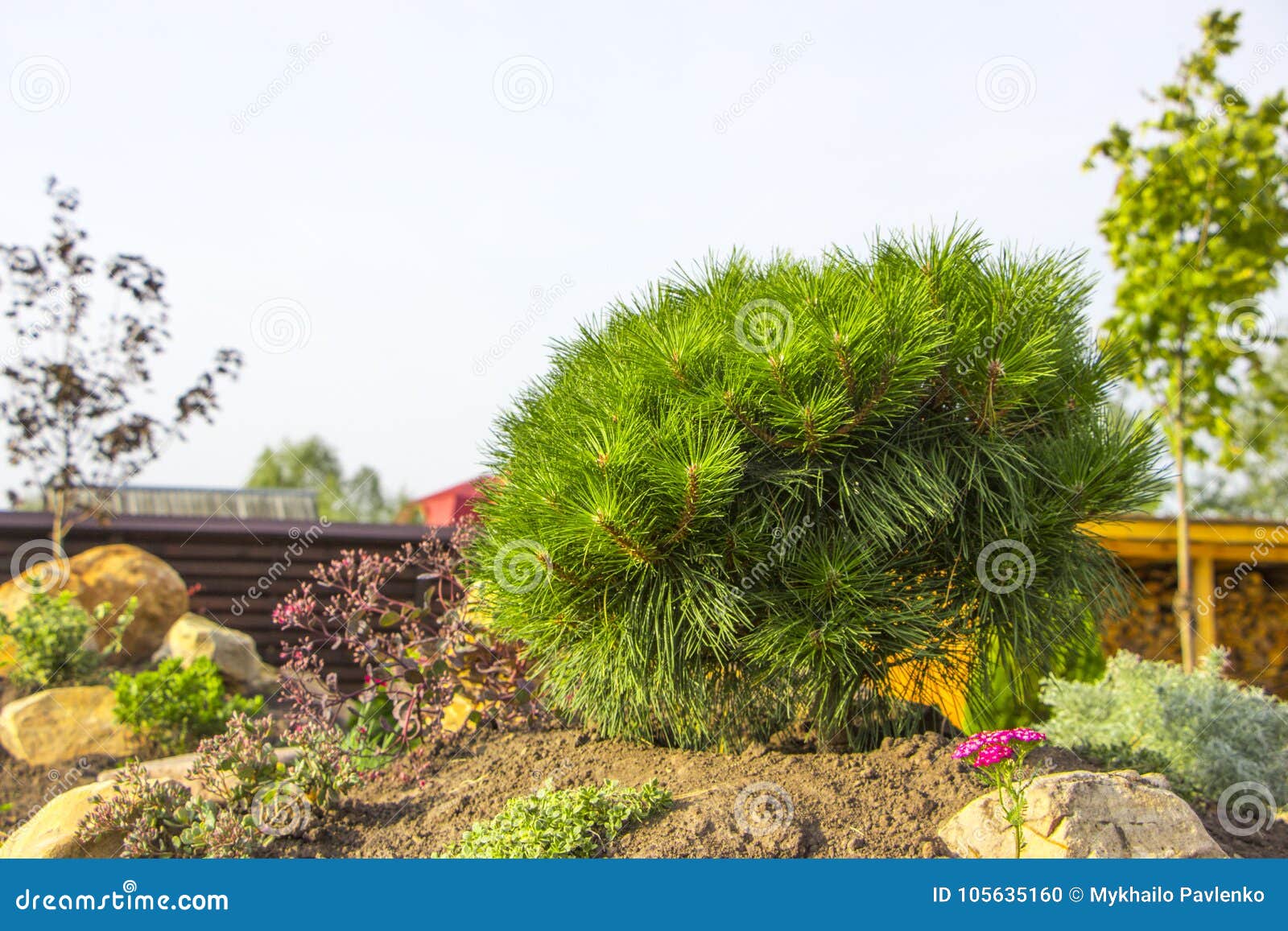 Alpine Garden with Dwarf Conifers Close Up Stock Photo - Image of pink ...